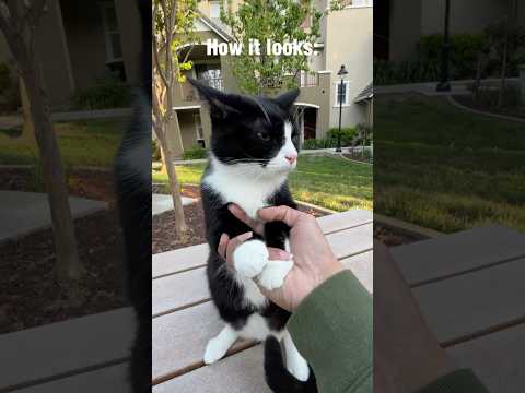 Don't Make Me Dance, Hooman! ๐พ | Cat's Hilariously Angry Reaction Goes Viral!