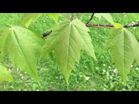 Red maple (Acer rubrum) - leaves - May 2018
