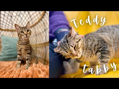 Cat for adoption - Teddy Tabby, a Tabby & Domestic Short Hair Mix in ...