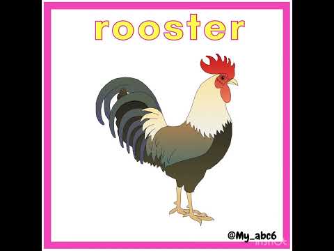 R for rooster #learning #learningenglish #englishforchildren #englishforkids #shorts