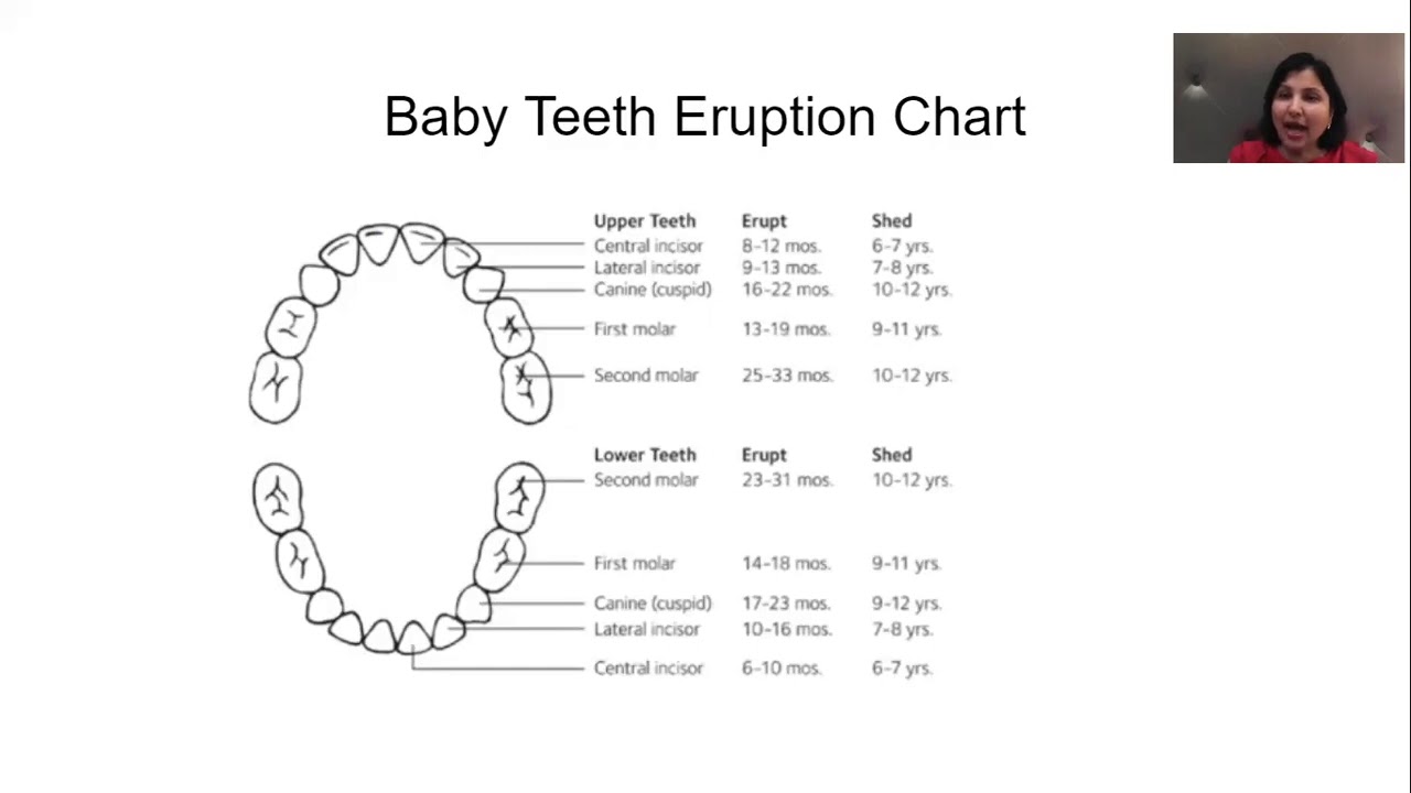 ORDEMY : Space Maintainers in Pediatric Dentistry