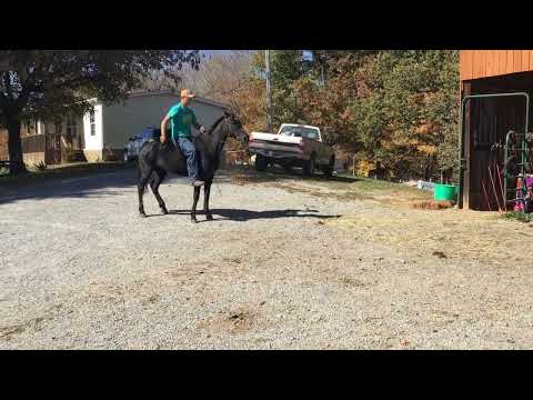 Pending 6375- standardbred mare