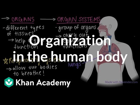 Organization in the human body (video) | Khan Academy