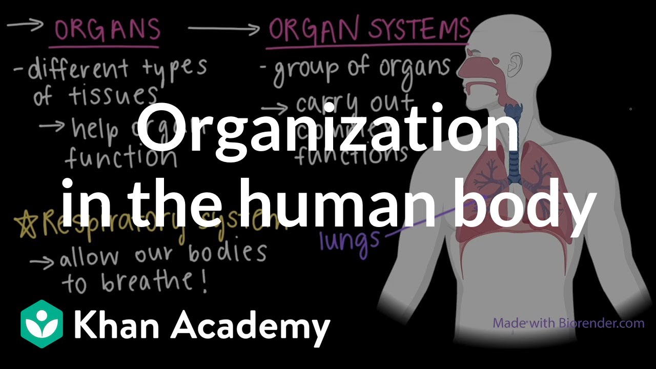 Organization in the human body | Cells and organisms | Middle school biology | Khan Academy