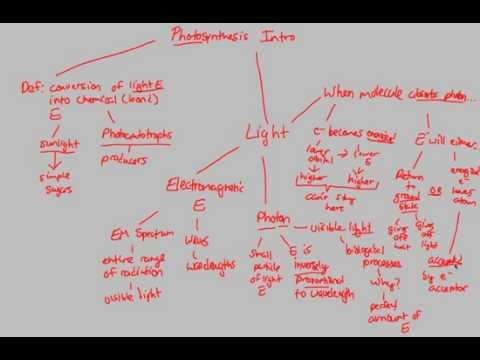 Photosynthesis - Intro | BIALIGY.com
