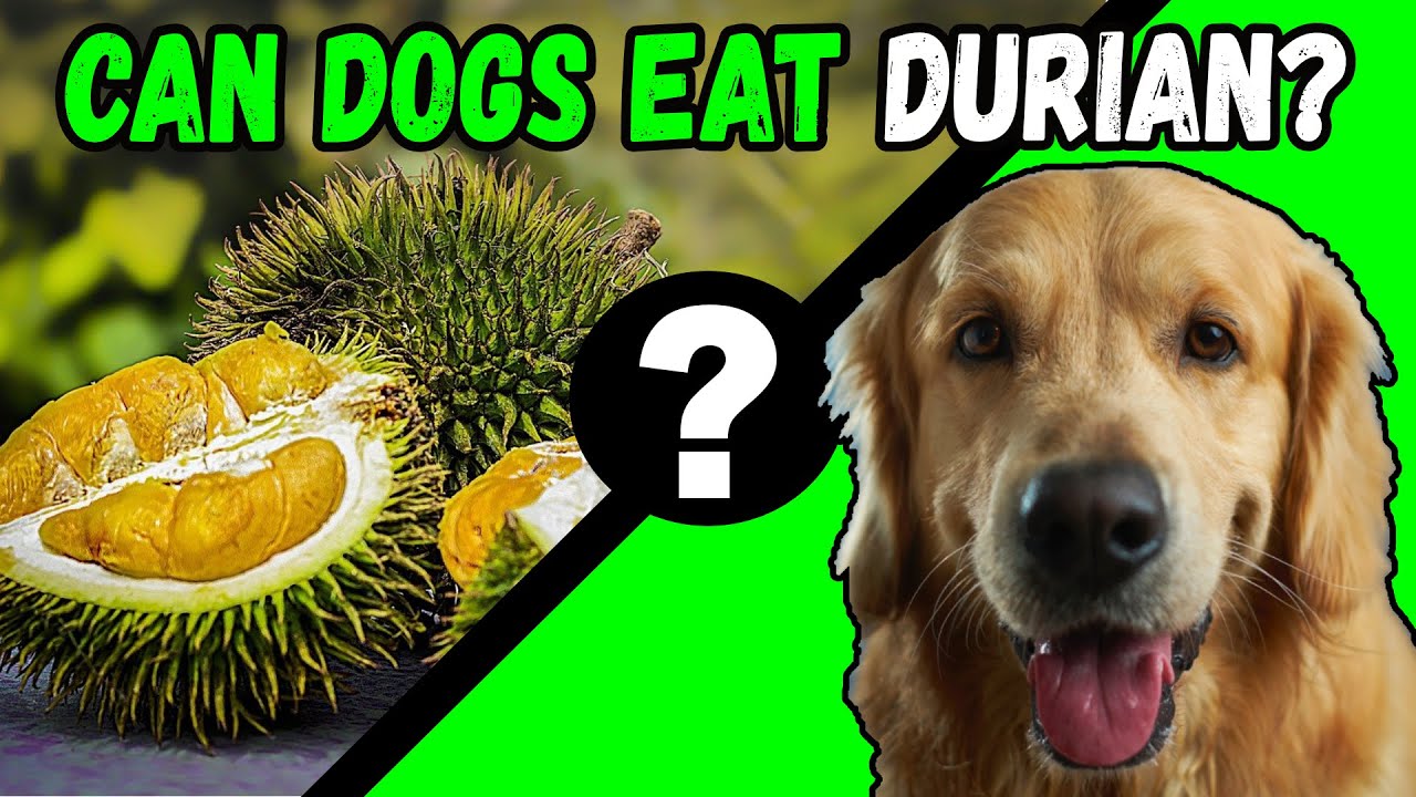 Can Dogs Eat Durian?