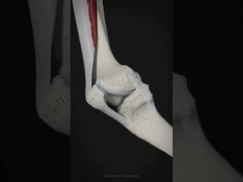 Dynamic Movement of patella during knee flexion and extension #patella #meniscus #knee #anatomy