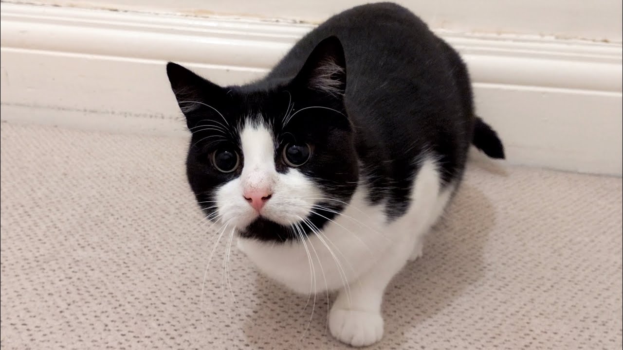Cat Wiggles Butt Before Pouncing | Compilation Video