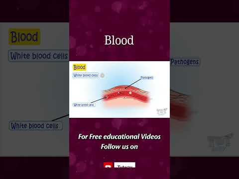 Circulatory System | Heart | Blood Composition | White Blood Cells WBC, leukocytes | Science #shorts