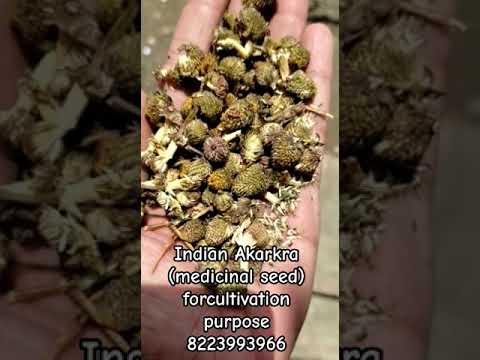 Akarkara Seeds - Pellitory Seeds Latest Price, Manufacturers & Suppliers