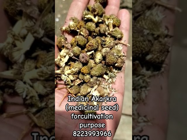 Medicinal seed - Withania somnifera Ashwagandha Seeds Trader ...