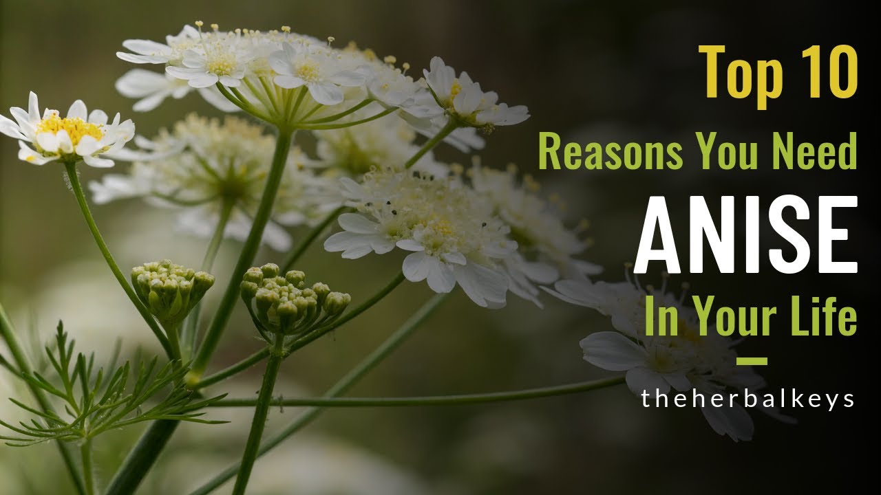 The Magic of Anise: 10 Reasons Why You Need it (Old Version, Re-Mastered Version in the Description)