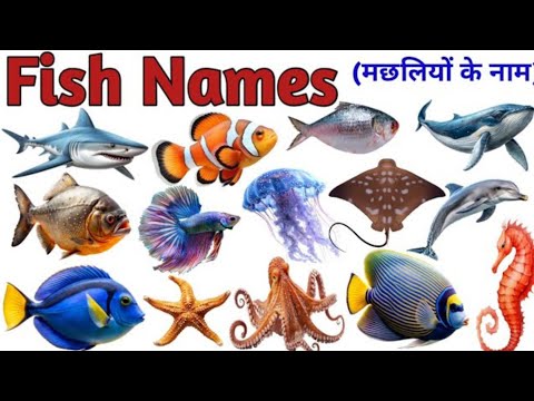 Fish Name | Fishes Name in Hindi and English | मछलियों के नाम | Fish Name for kids #fishnames