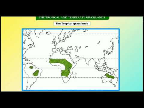 The Tropical and Temperate Grasslands