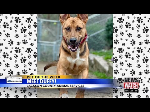 Pet of the Week! Meet Duffy!