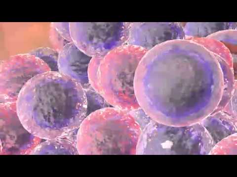 Erythropoiesis