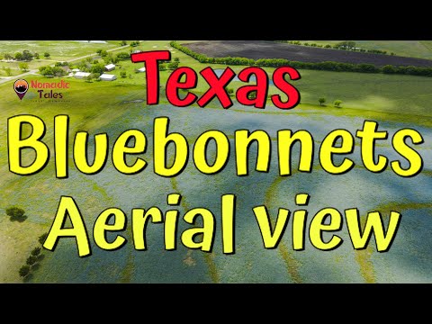 Aerial view of Texas Bluebonnet bloom in 4K | Ennis Bluebonnet Trail, Tx