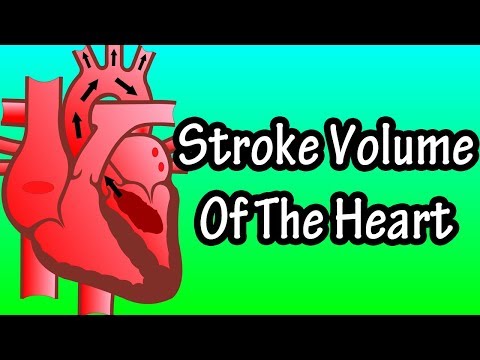 What Is Stroke Volume Of The Heart - Stroke Volume Variation - Stroke Volume And Heart Rate