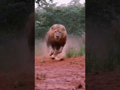 Angry lions #shorts #feed #viral #video #lion #shortvideo #trending