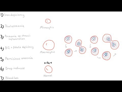 7 Types of Anaemia