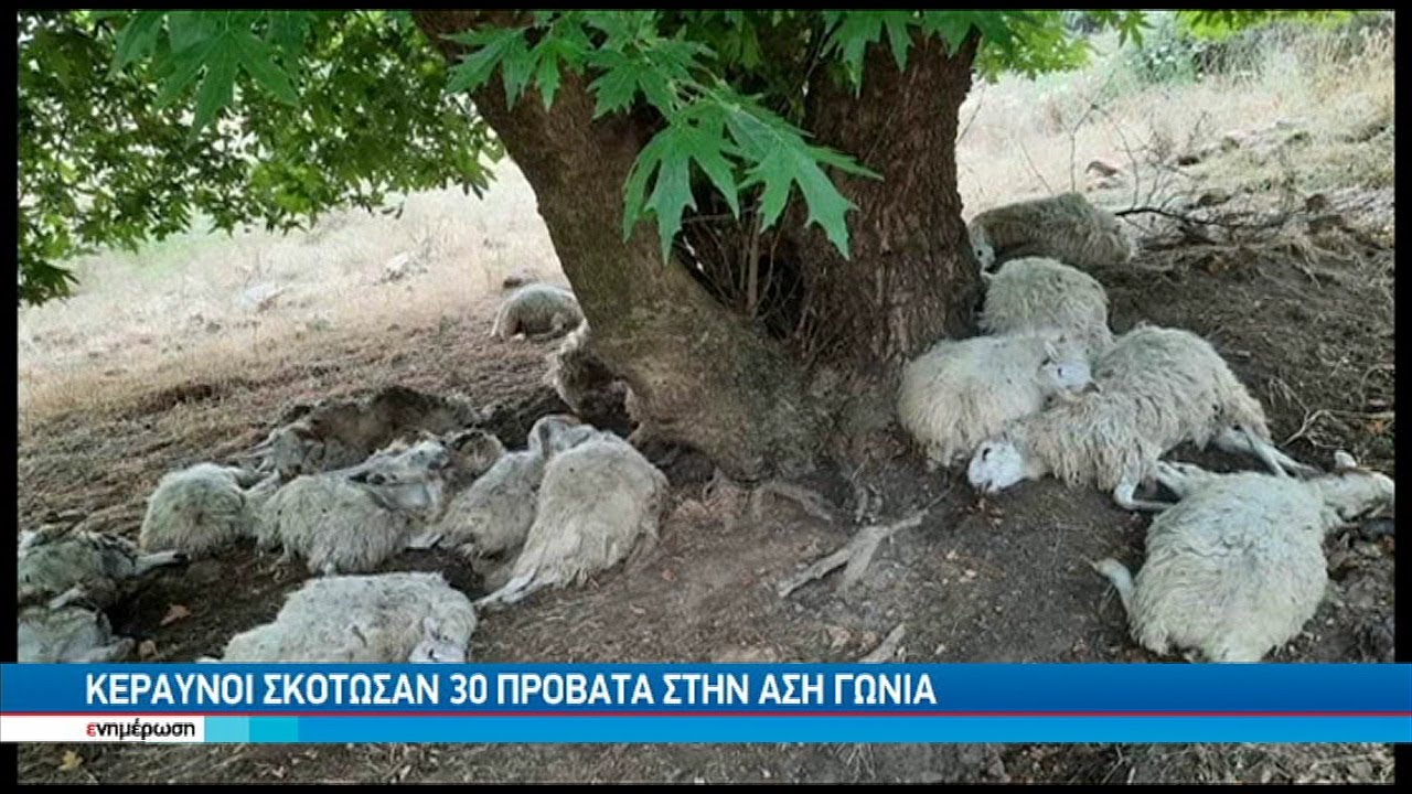 Κεραυνοί σκότωσαν δεκάδες πρόβατα στην Κρήτη – ONLARISSA.GR Νέα ...