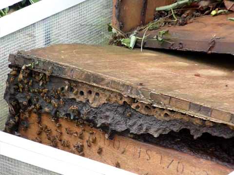 Transferring a colony in a badly rotten hive……………………. | Uganda Honey