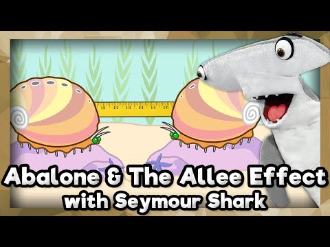Abalone & The Allee Effect | Part Three | Aquarium of the Pacific