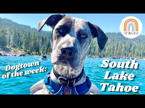 South Lake Tahoe, California with a Dog