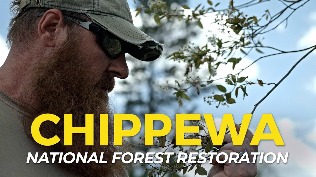 Planting Trees in the Chippewa National Forest | One Tree Planted