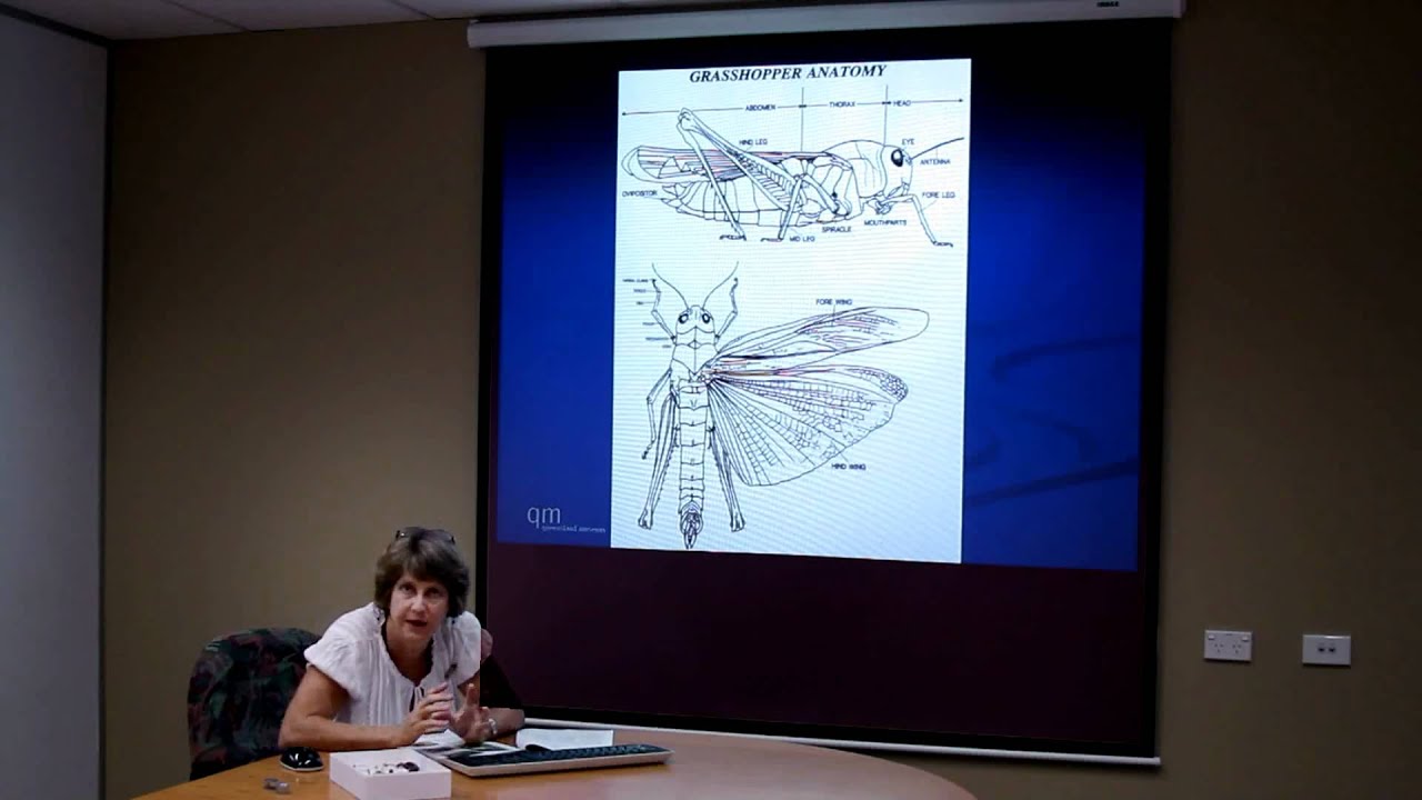 Hints on Identifying Insects