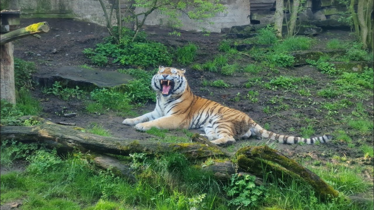 Roar of a Siberian Tiger from Prague Zoo