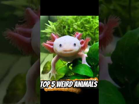 "Top 5 Weirdest Animals You’ve Never Seen!" #animals #beautiful #funny #education #educational