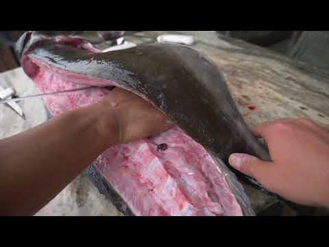 How to Fillet Cobia - Clean Cobia the EASY WAY!