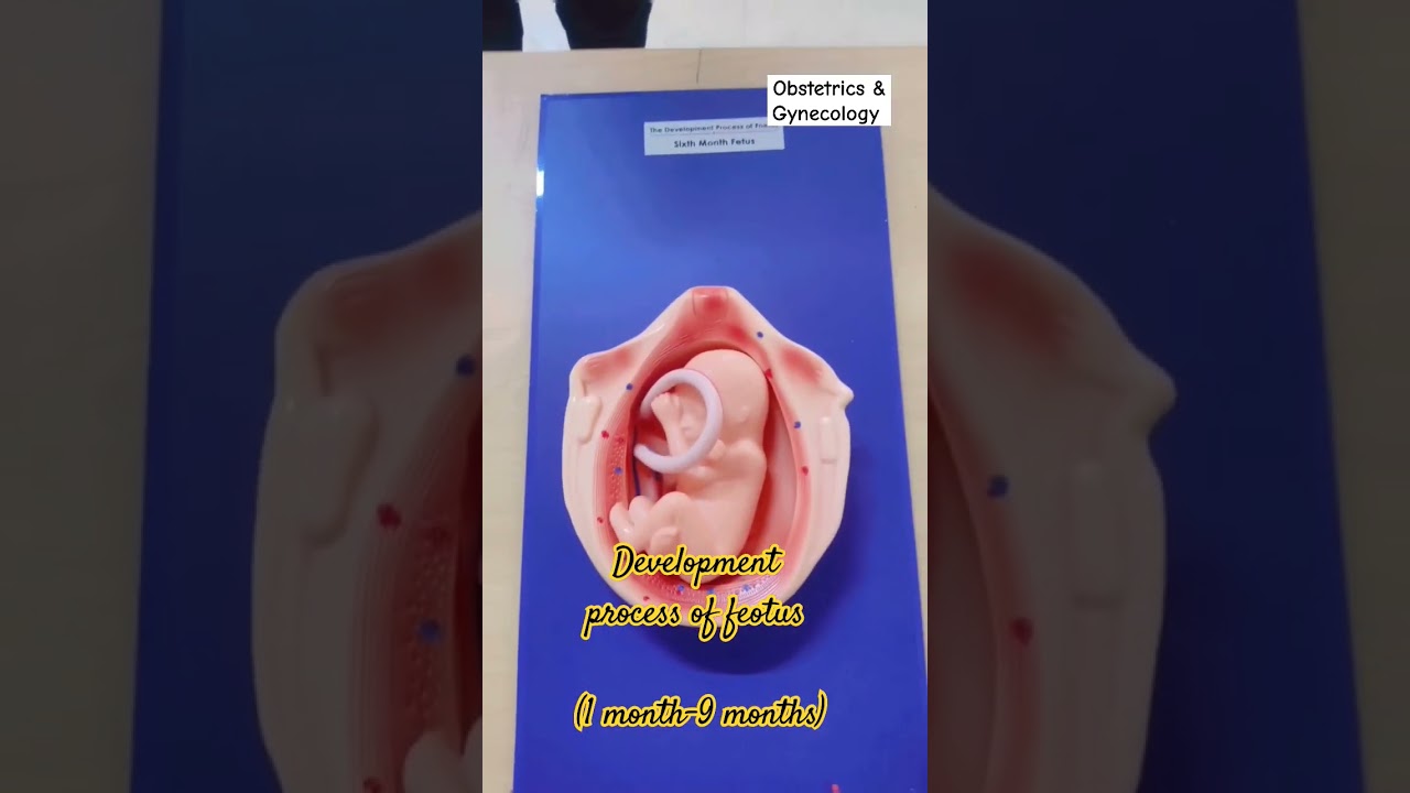 #gynecology lab #developmentoffoetus #4thyear #7thsem #GMCK
