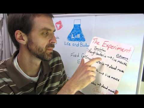 Episode 003 – Frederick Griffith’s Experiment – Life and Biology