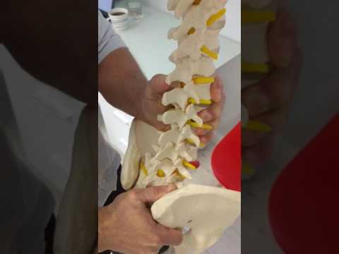 Movement of facet joints in lumbar spine on flexion and extension