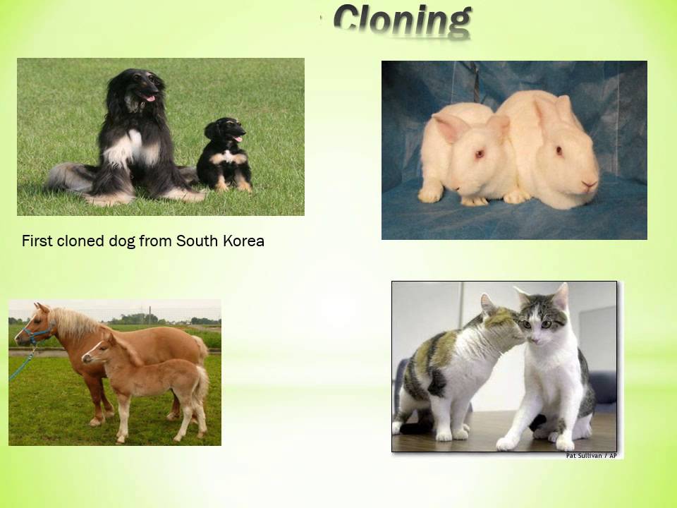 Cloning powerpoint