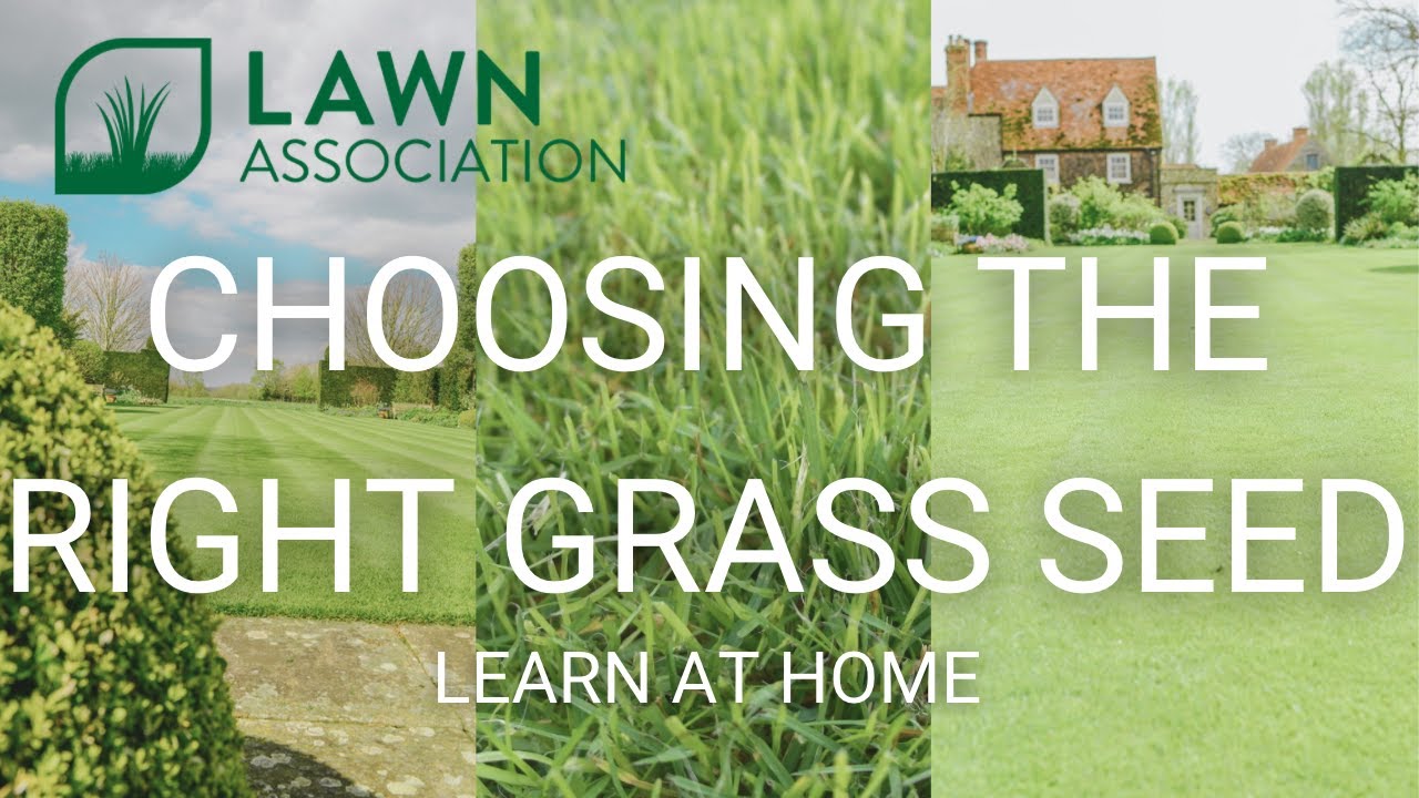 CHOOSING THE RIGHT GRASS SEED | BENTS, FESCUES & RYEGRASS | Lawn Association