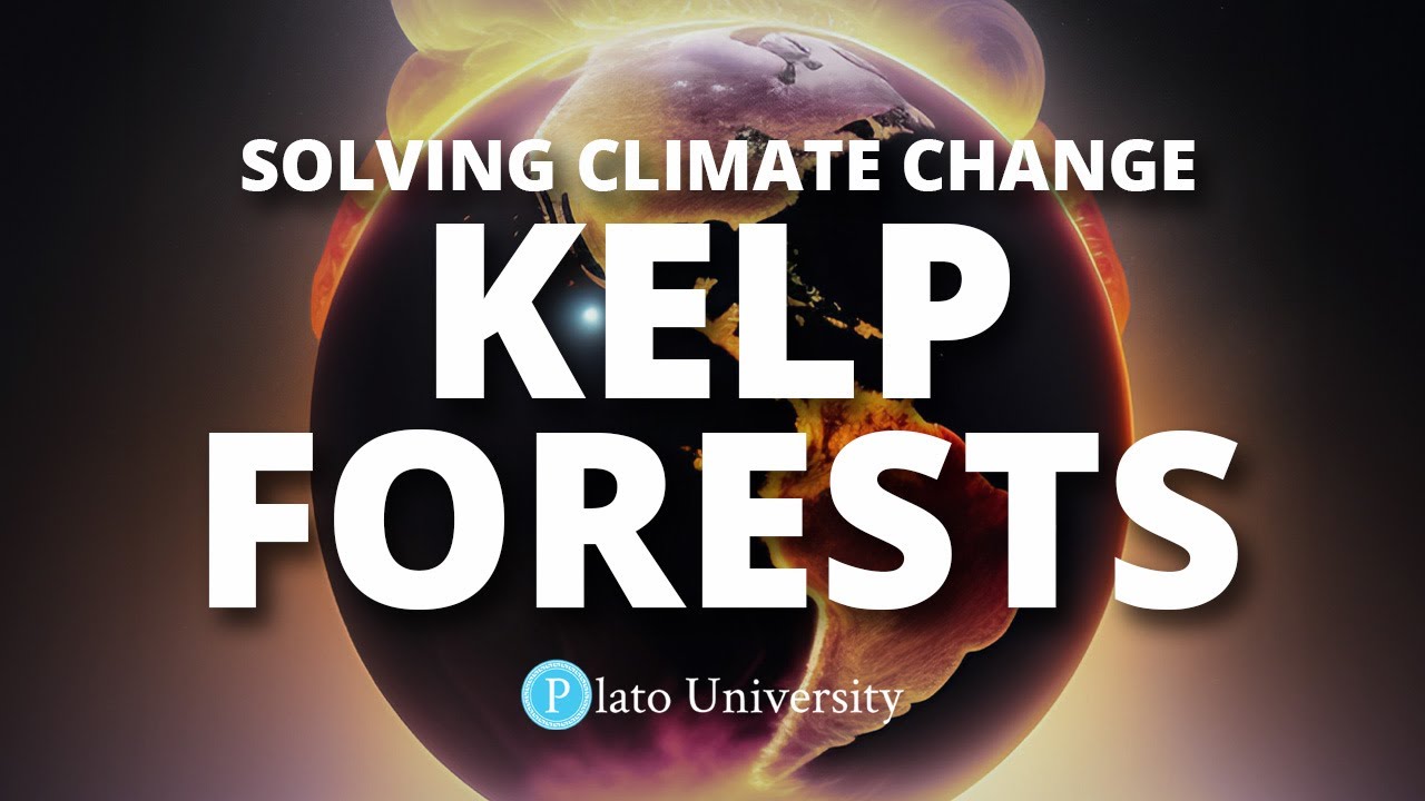 Climate Change Solution: Kelp Forests | How To Solve Climate Change Course
