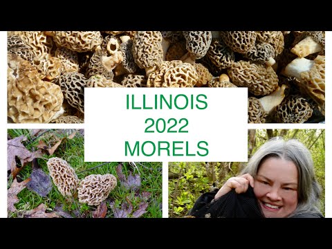 #morelhunting 🔥MOREL MUSHROOM HUNTING 2022🔥First morels of the season NEBO, IL #morels #foraging