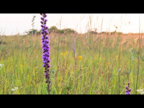Mapping prairie pastures in Douglas County, Kansas