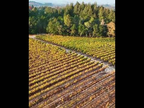 Carte Blanche Wines | Sonoma