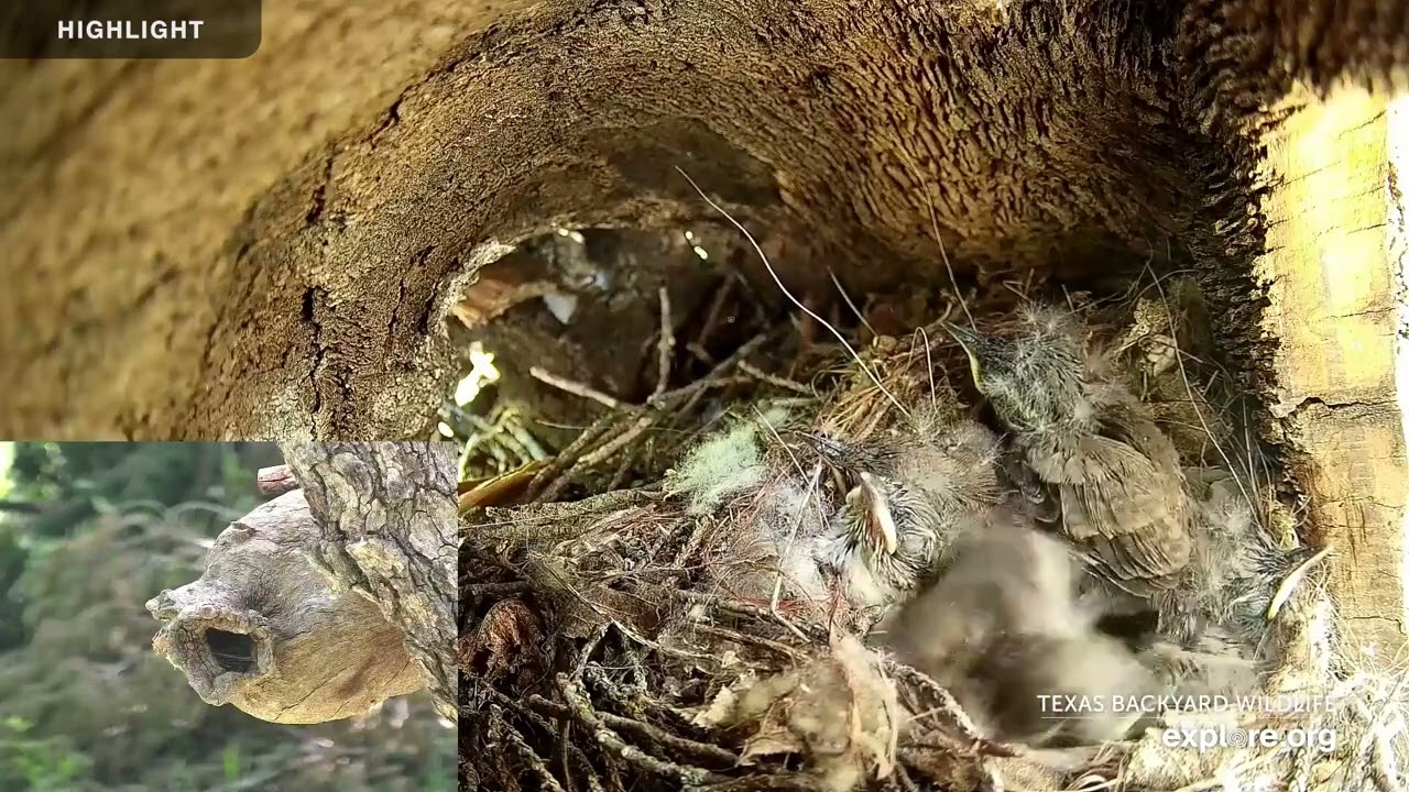 Bewick's Wren | Highlights 2023