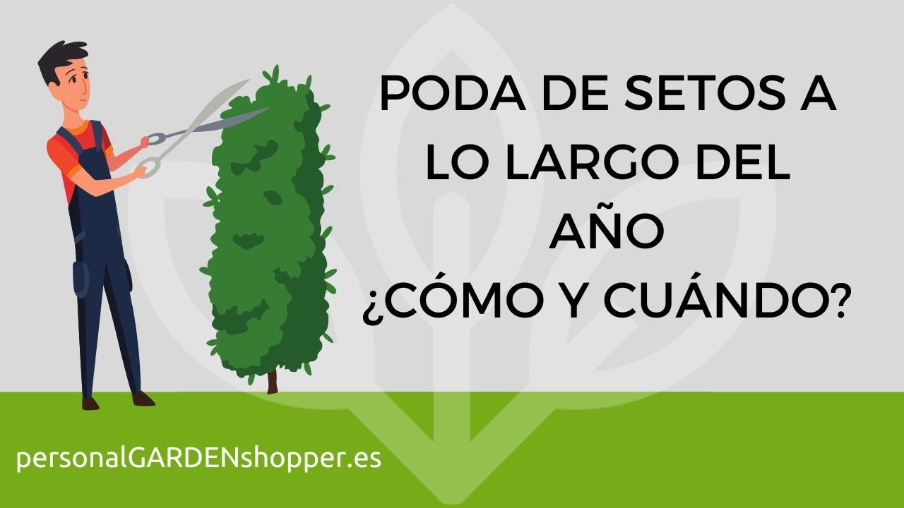 ¿Cómo y cuándo podar los setos a lo largo del año? | Plantas