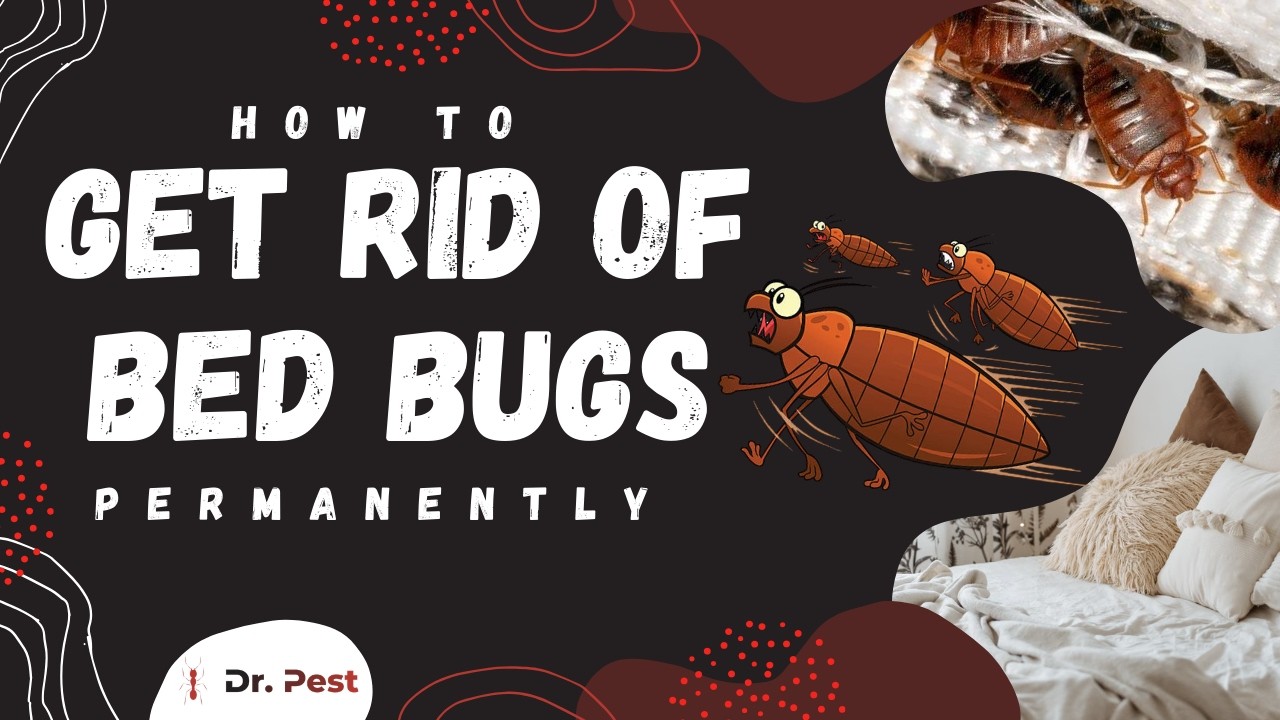 How to Get Rid of Bed Bugs Permanently | Dr. Pest