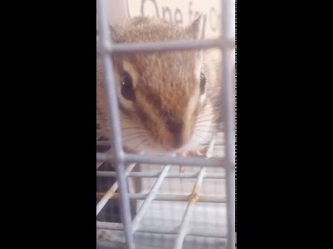 What noise does a chipmunk make?