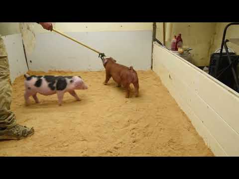KWlivestock39-1