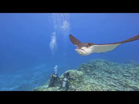 Unlocking the Secrets of the Deep: $50,000 Scholarship for Future Undersea Innovators