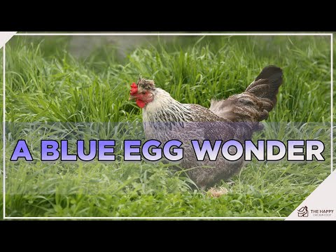 Cream Legbar Chicken Is This Blue Egg Wonder The Chicken For You