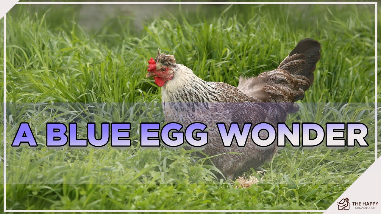 Cream Legbar Chicken Is This Blue Egg Wonder The Chicken For You